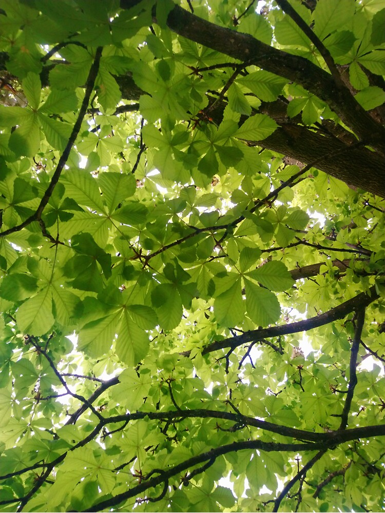 "Light through green leafy canopy" Sticker for Sale by bettyretro ...