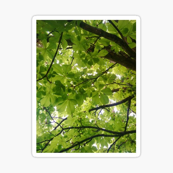 "Light through green leafy canopy" Sticker for Sale by bettyretro ...