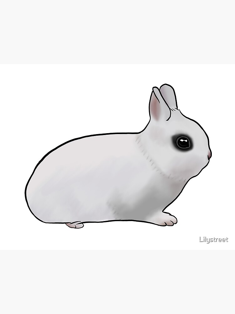 Dwarf Hotot Rabbit