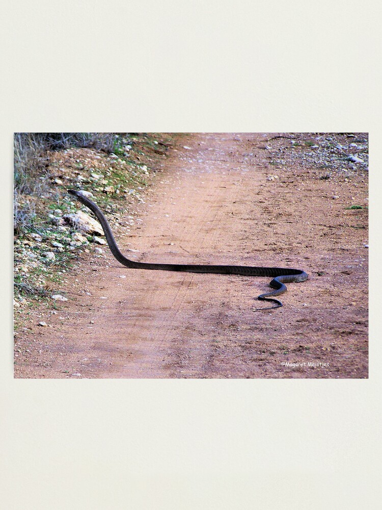 Impression photo « LE MAMBA NOIR, UN DES SERPENTS LES PLUS MORTELS DU ...