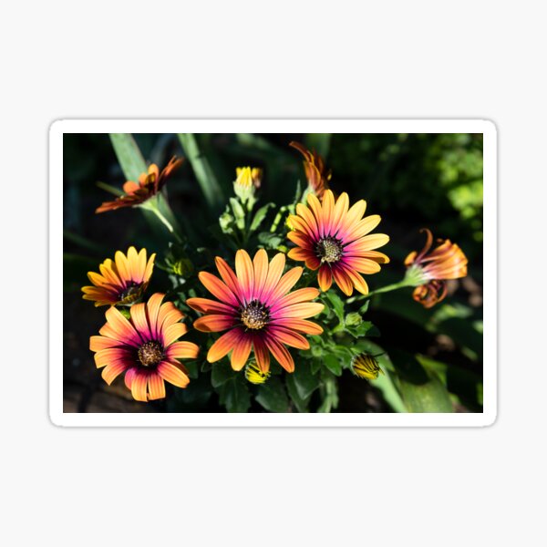 "Osteospermum Special Erato Purple Glow" Sticker for Sale by kezzles ...