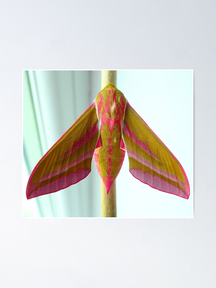 "Elephant hawk moth" Poster for Sale by Rachelidoless | Redbubble