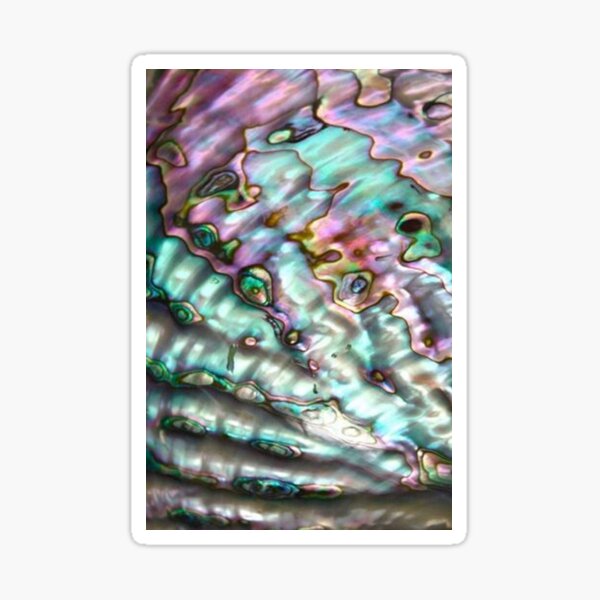 "Abalone" Sticker for Sale by EZ2love | Redbubble
