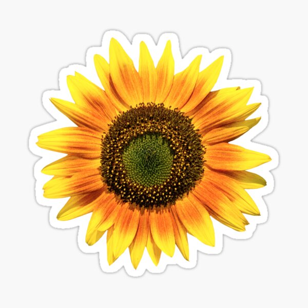 "Sunflower sticker" Sticker for Sale by Mhea | Redbubble