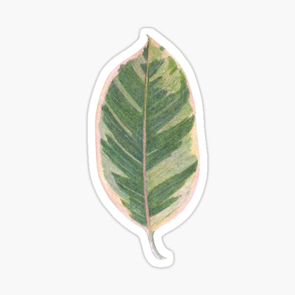 "Fig Tree Leaf" Sticker for Sale by Lunta | Redbubble