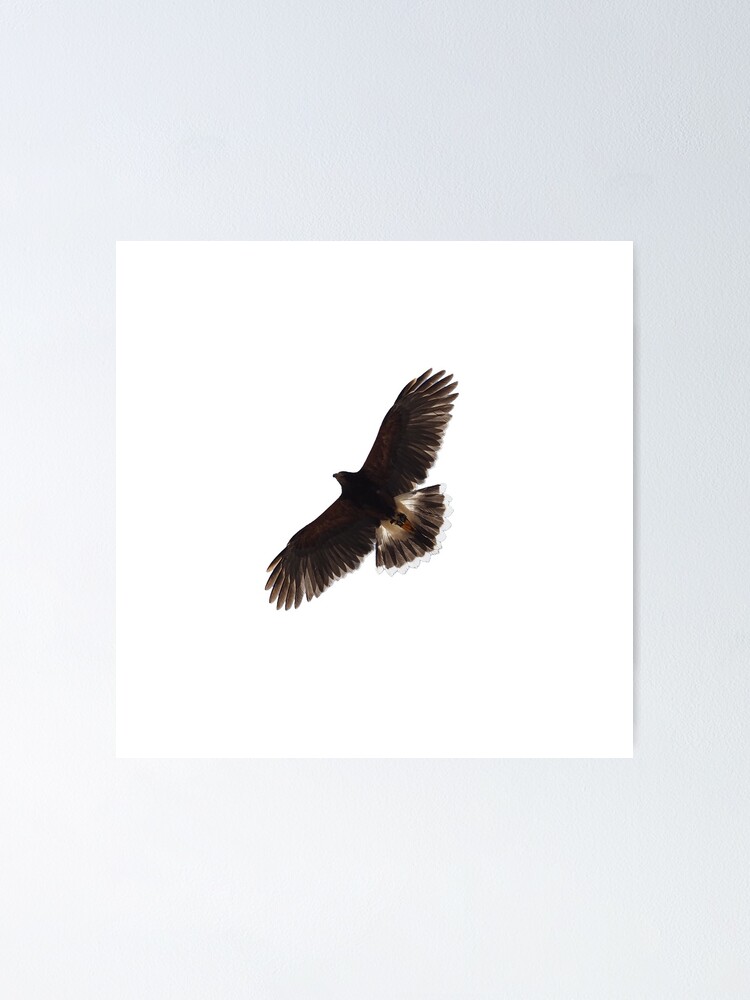 "Soaring Harris Hawk" Poster for Sale by NHPrints | Redbubble