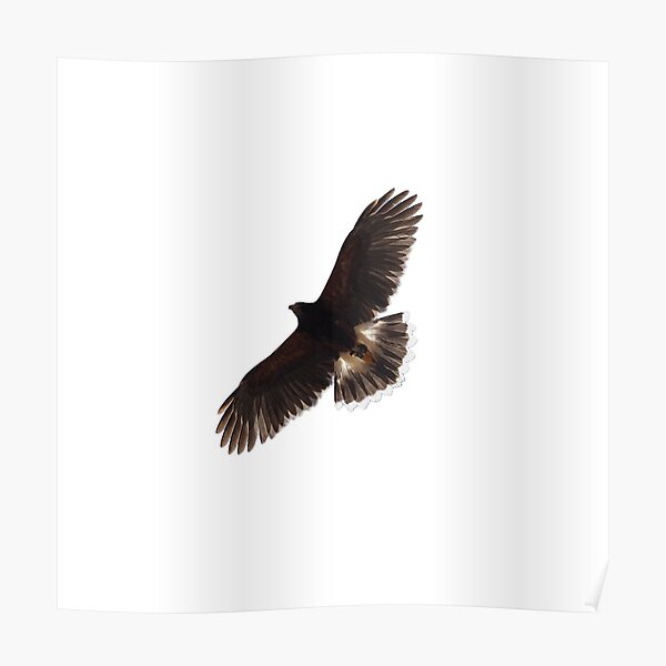 "Soaring Harris Hawk" Poster for Sale by NHPrints | Redbubble