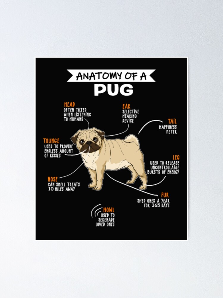 "Anatomy from a Pug" Poster by AbukhanBatu | Redbubble