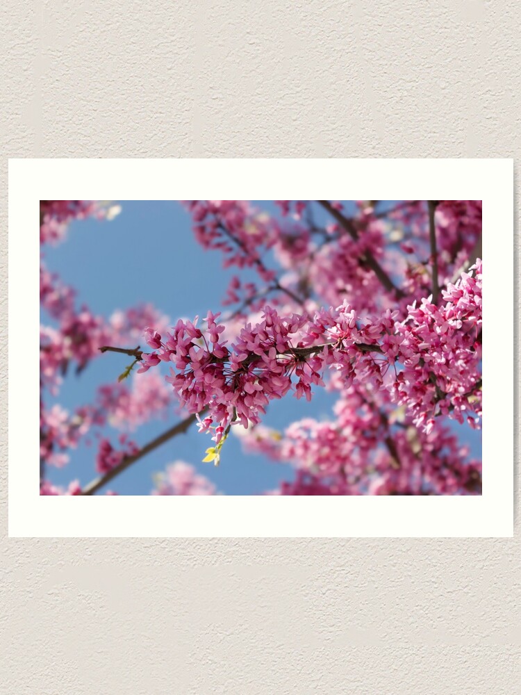"Spring Flowers" Art Print by devinswy | Redbubble