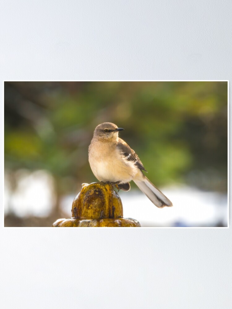 "Mockingbird" Poster for Sale by JohnDSmith | Redbubble