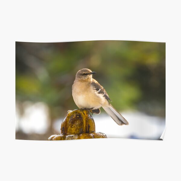 "Mockingbird" Poster for Sale by JohnDSmith | Redbubble