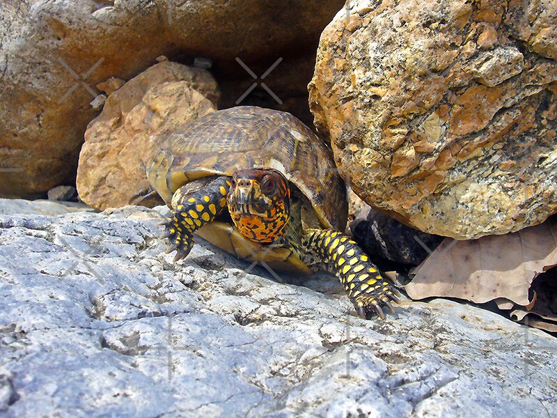 "Camouflage Turtle " by FrankieCat | Redbubble