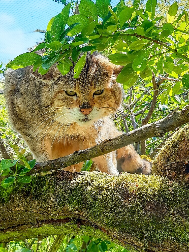 "Waldemar grumpy wildcat" Poster by NoraMcJazzman | Redbubble