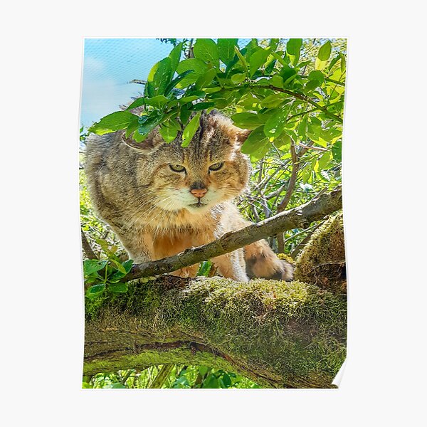 "Waldemar grumpy wildcat" Poster by NoraMcJazzman | Redbubble