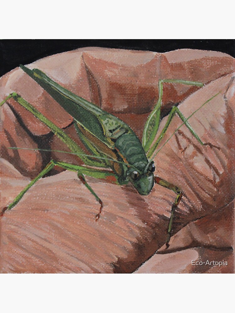"Forktail katydid" Sticker for Sale by Eco-Artopia | Redbubble