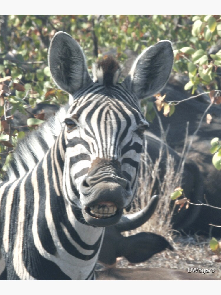 "Angry Zebra" Sticker by DWeyers | Redbubble