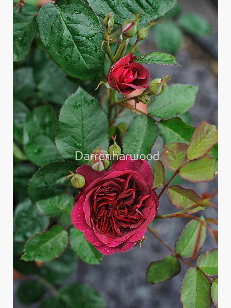 "Rosa Darcey Bussell - Portrait by Darren Harwood" Art Print by ...