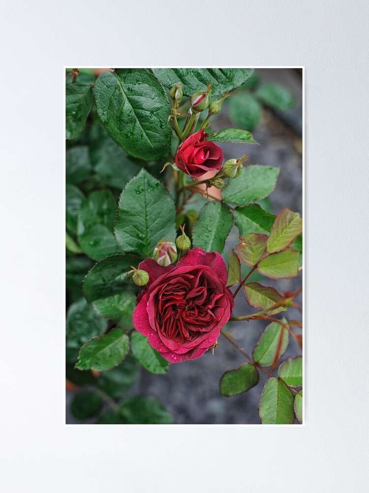 "Rosa Darcey Bussell - Portrait by Darren Harwood" Poster for Sale by ...