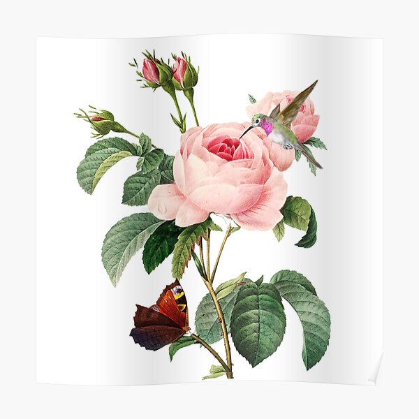 Póster «Rosas con colibrí, rosa, colibrí, floral, amantes de las aves ...