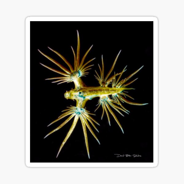 "Blue Dragon - Infrared" Sticker by davidbstudios | Redbubble