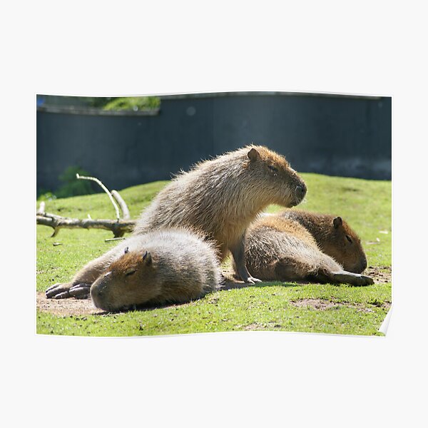 Capybara Posters | Redbubble