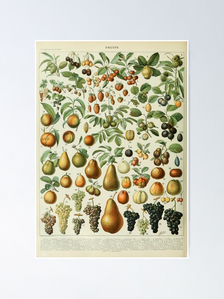 "vintage french fruits poster" Poster by kylabiles | Redbubble