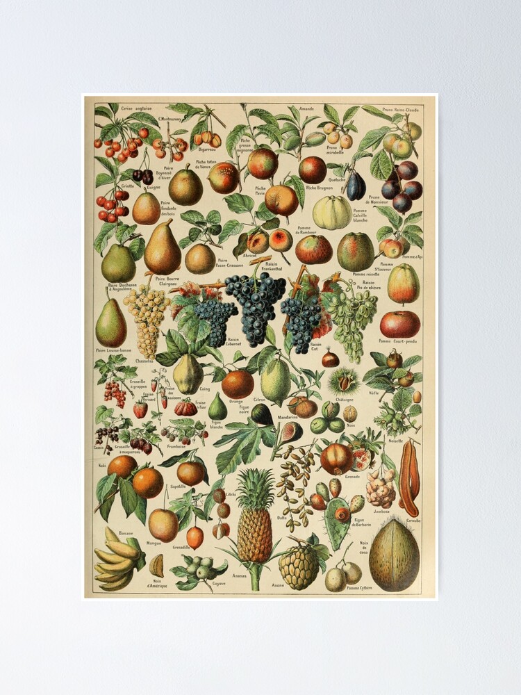 "vintage french fruits poster" Poster by kylabiles | Redbubble