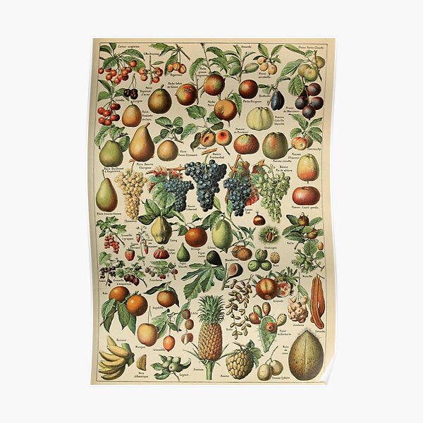 "vintage french fruits poster" Poster by kylabiles | Redbubble