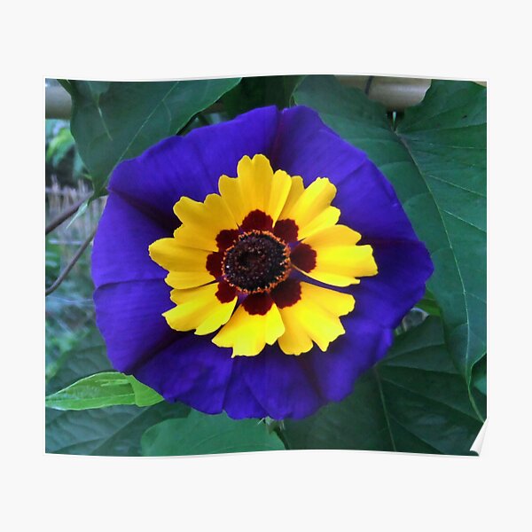 "Good Looking So Refined " Poster for Sale by kempson | Redbubble