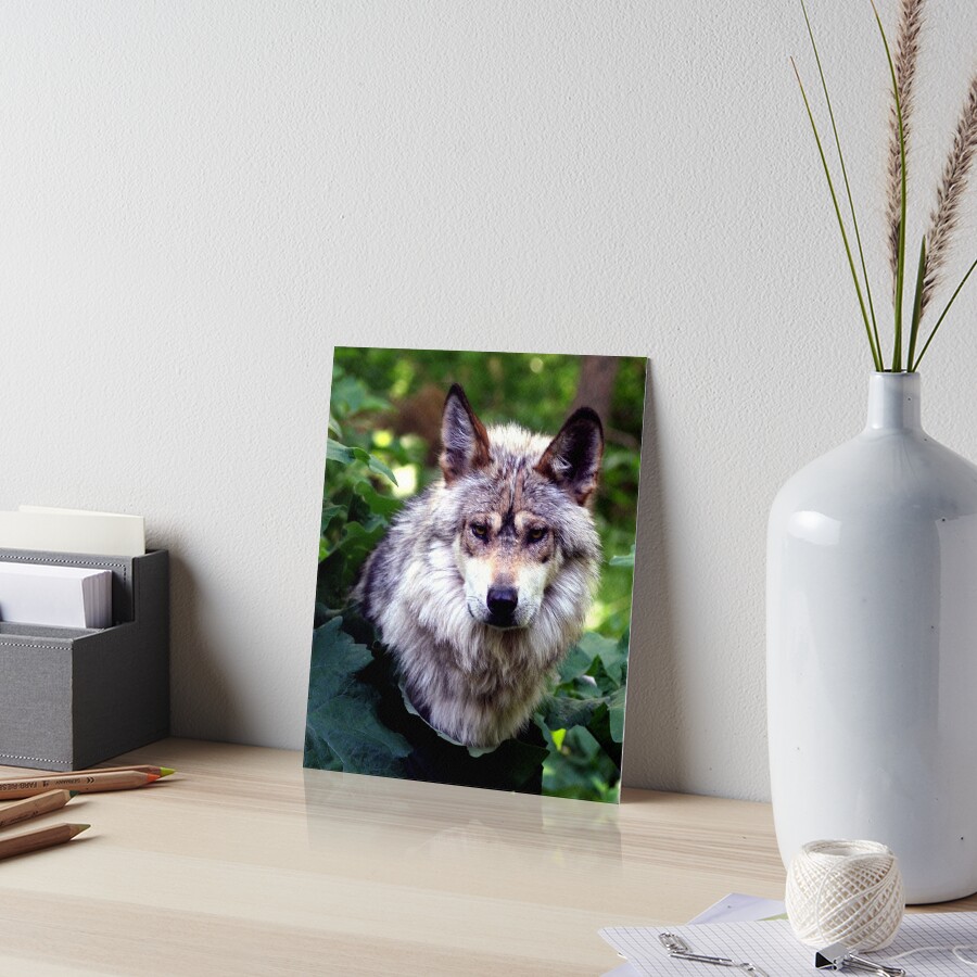 "Alpha Wolf" Art Board Print by Knyghtshade | Redbubble