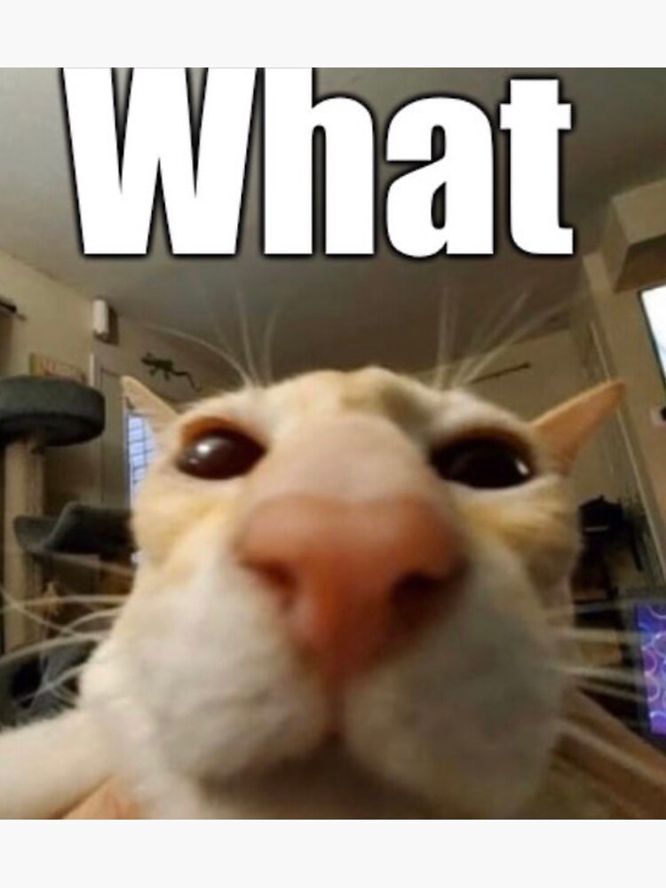 "What (Cat meme)" Sticker for Sale by Abbycat-APB | Redbubble