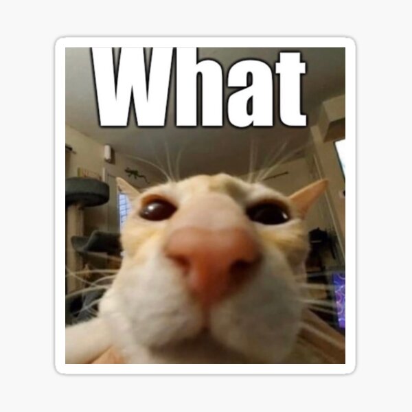 "What (Cat meme)" Sticker for Sale by Abbycat-APB | Redbubble