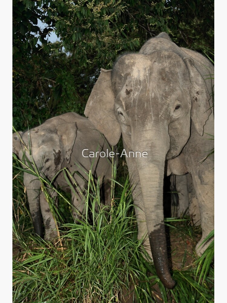 "Borneo's Pygmy Elephants" Poster for Sale by Carole-Anne | Redbubble