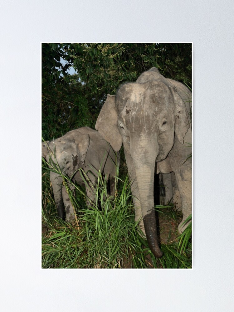 "Borneo's Pygmy Elephants" Poster for Sale by Carole-Anne | Redbubble