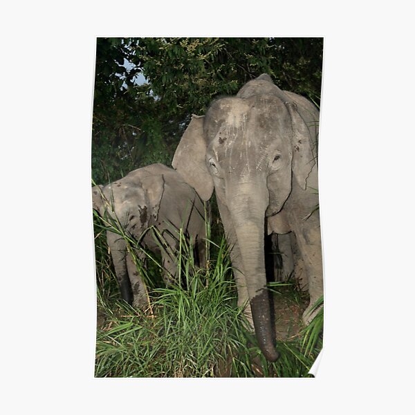 "Borneo's Pygmy Elephants" Poster for Sale by Carole-Anne | Redbubble