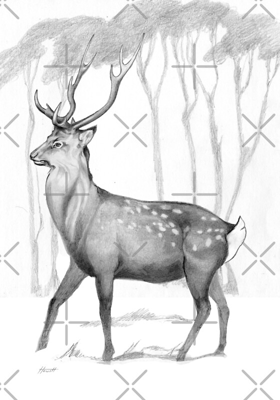"Sika Stag On Alert" by Patricia Howitt | Redbubble