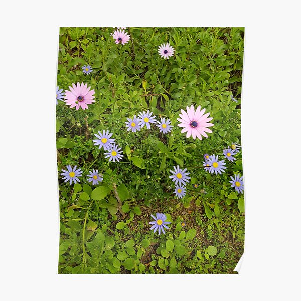 "Spring " Poster by politisi | Redbubble