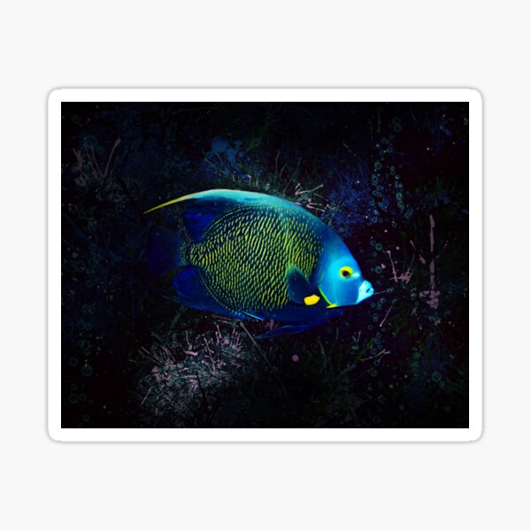 "French Angelfish " Sticker for Sale by Digital-designs | Redbubble