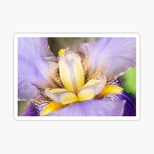 "Iris Flower " Sticker for Sale by wimvanwel | Redbubble