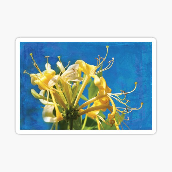 "Honeysuckle" Sticker for Sale by sleepingdogprod | Redbubble