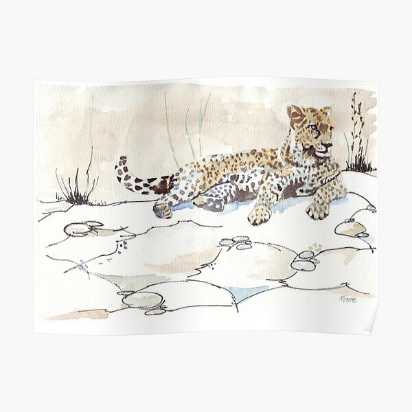 "African Leopard {Panthera pardus} 'Luiperd'" Poster for Sale by ...