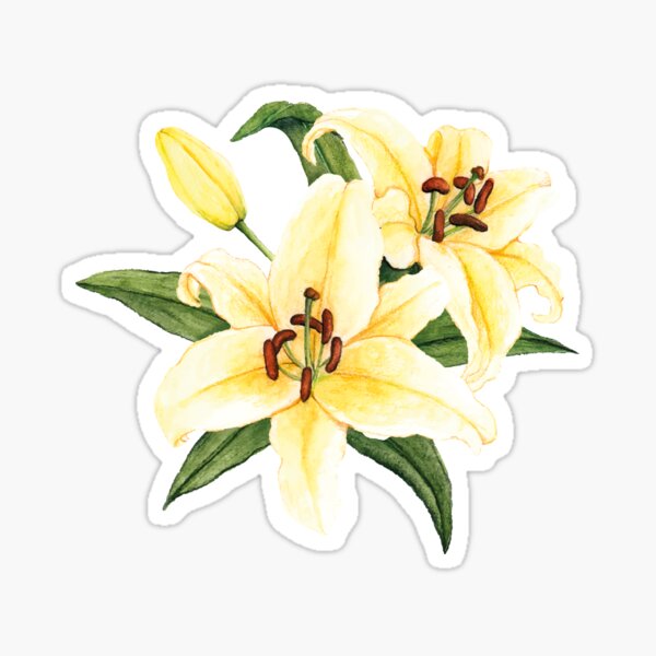 "Hand Drawn White Lily Flower" Sticker for Sale by Studio TANFF | Redbubble