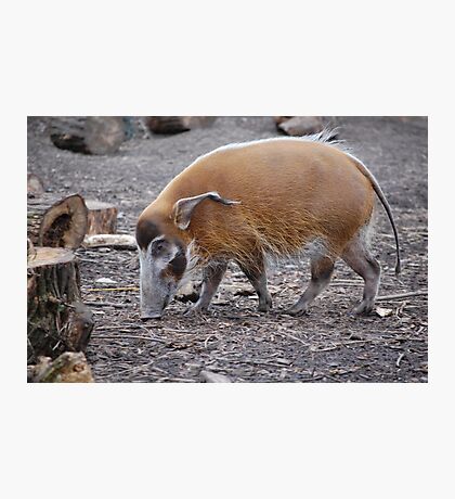 Chester Zoo: Gifts & Merchandise | Redbubble