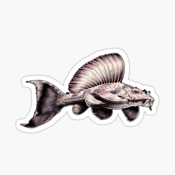 "Rhino Pleco Ballpoint Drawing" Sticker for Sale by WishFishy | Redbubble