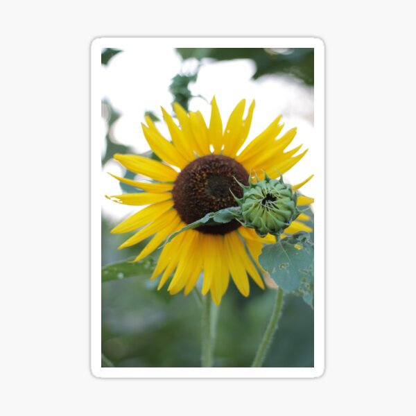 "Sunflower" Sticker for Sale by heathermarlena | Redbubble