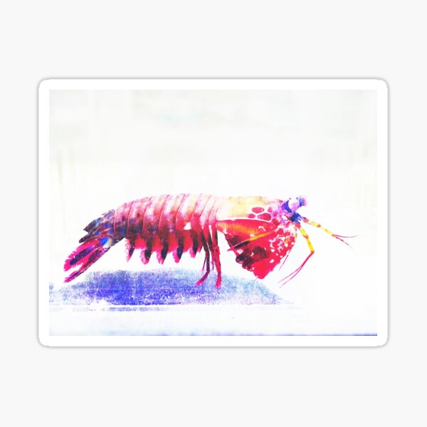 "Mantis Shrimp" Sticker for Sale by naturequestphot | Redbubble