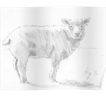 "Sheep Pencil Drawing" by MikeJory | Redbubble