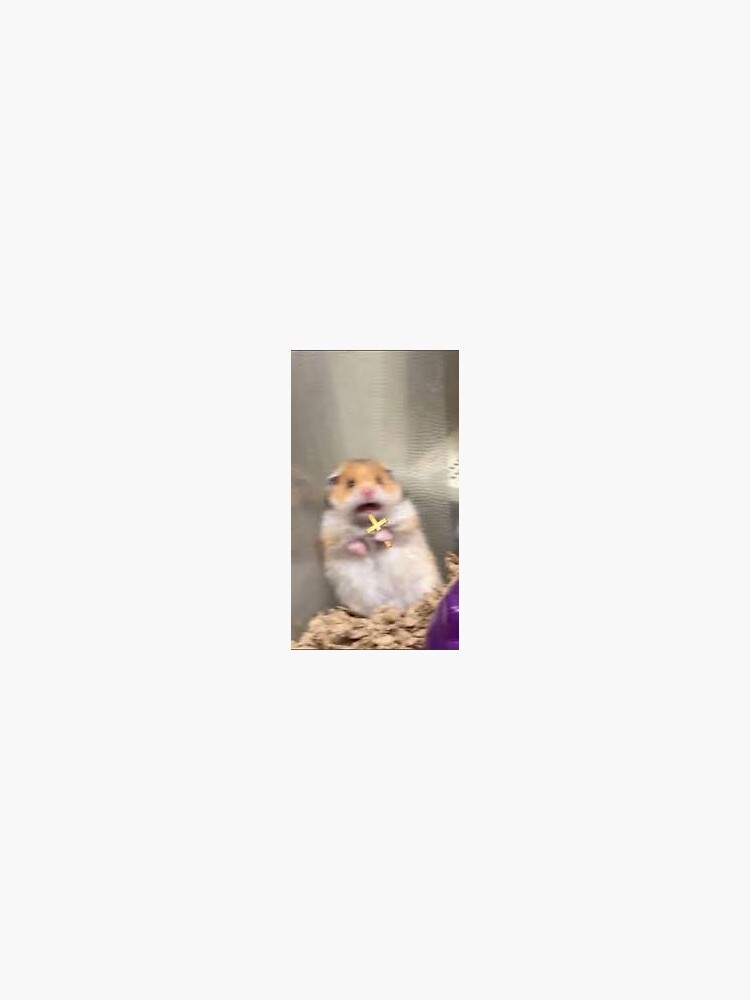 "Confused hamster reaction meme sticker" Sticker by May-fly03 | Redbubble