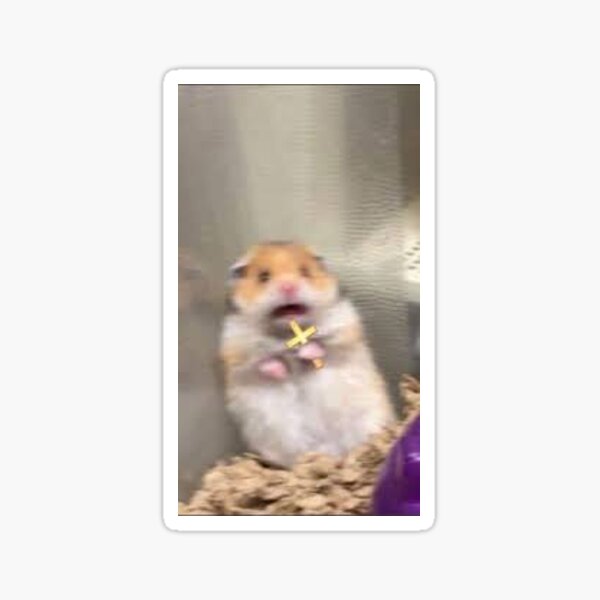 "Confused hamster reaction meme sticker" Sticker by May-fly03 | Redbubble