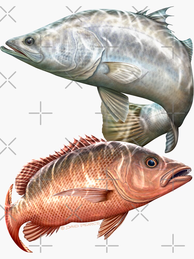 "Barra Jack" Sticker by barradingo | Redbubble